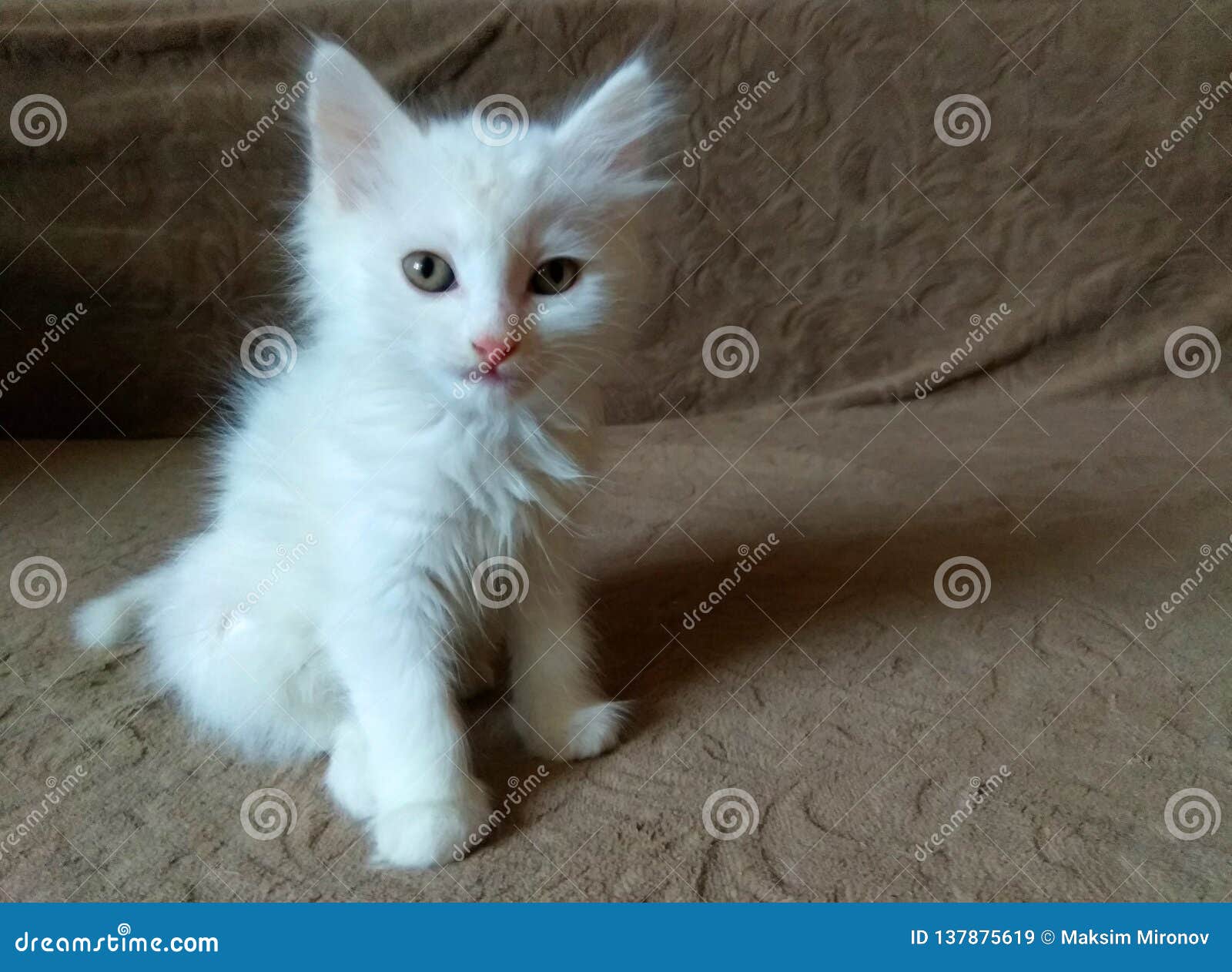 Cute Little Fluffy White Kitten Stock Image - Image of baby, portrait ...