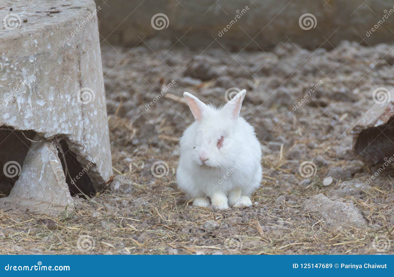 Cute little white rabbit stock image. Image of detail - 125147689