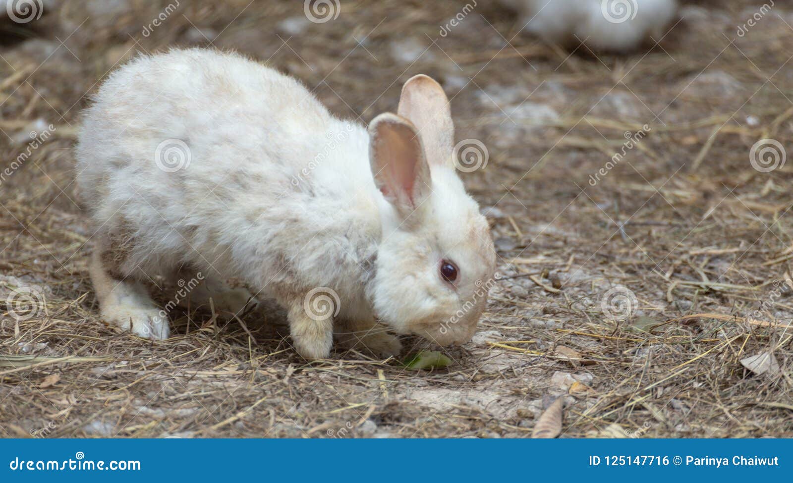 Cute little white rabbit stock photo. Image of outdoor - 125147716