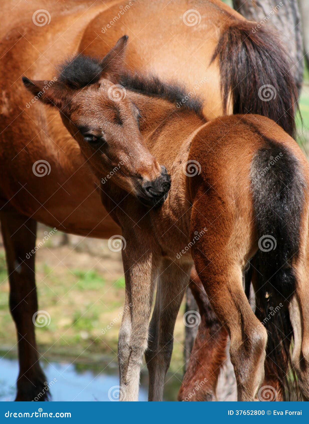 Cute little foal stock photo. Image of horse, nature - 37652800