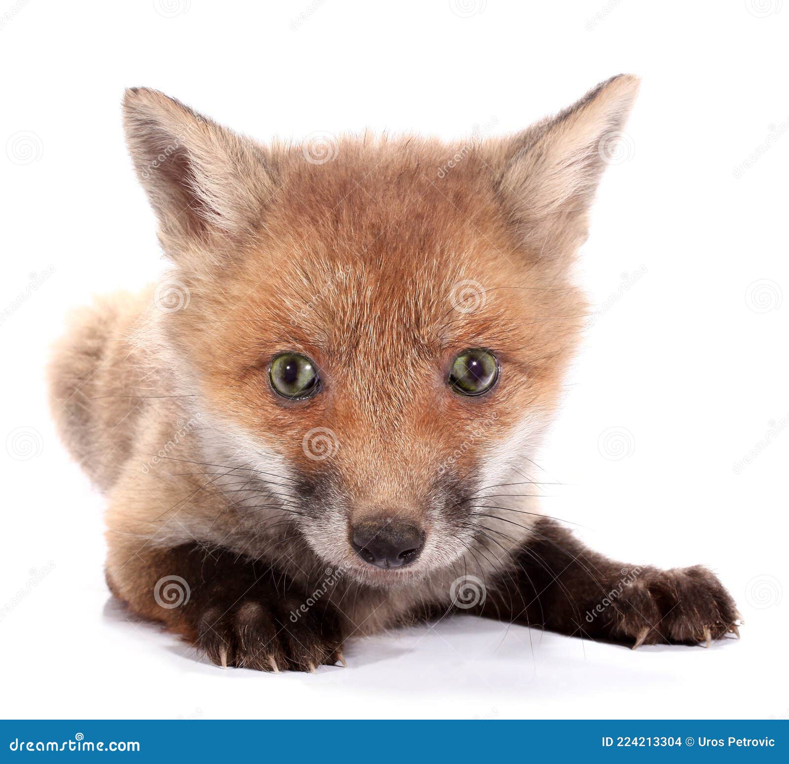Little Fox Cub Isolated on White Background Stock Photo - Image of ...