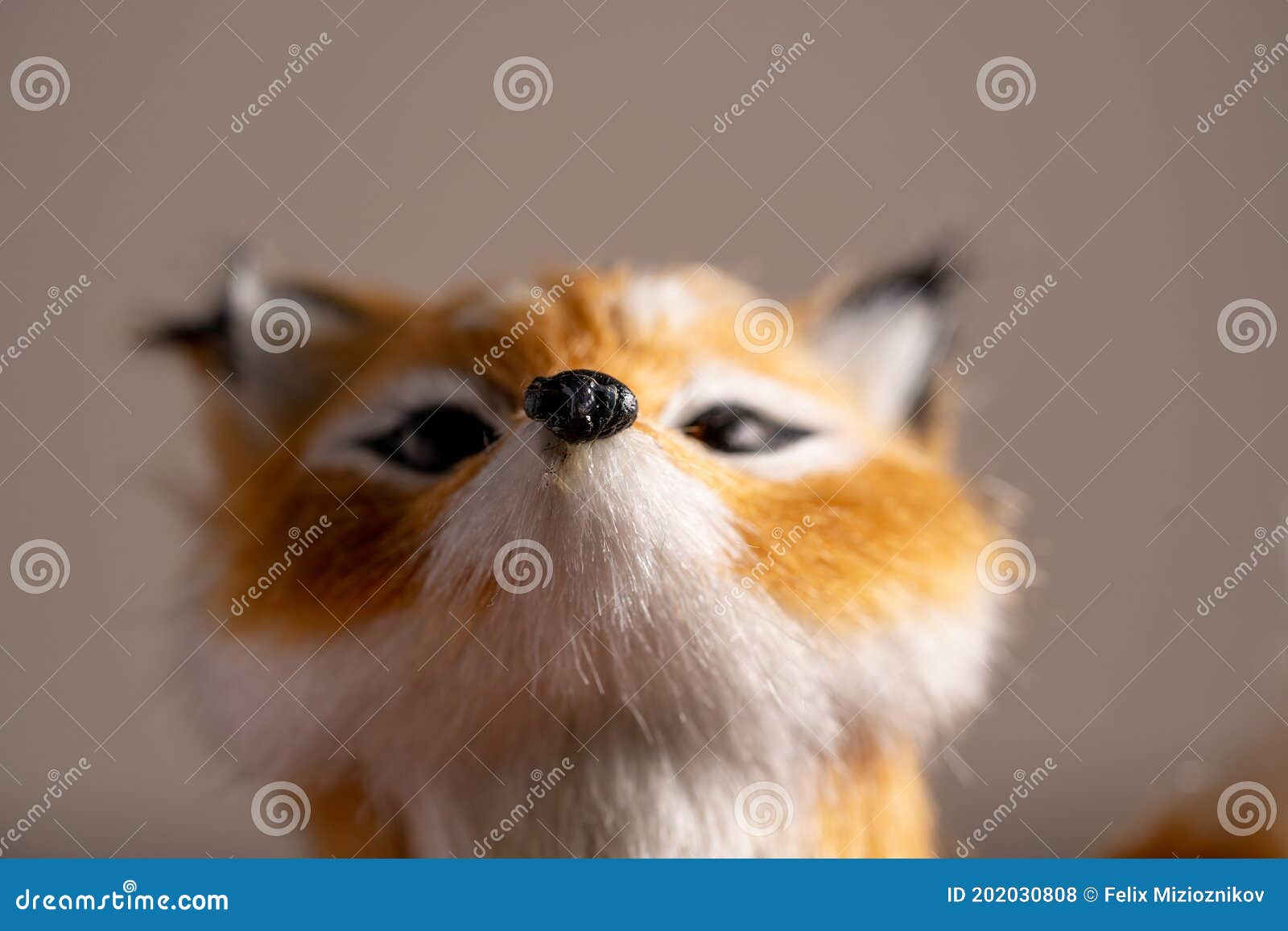 Cute Little Fox Looking at Camera Stock Photo - Image of adorable ...