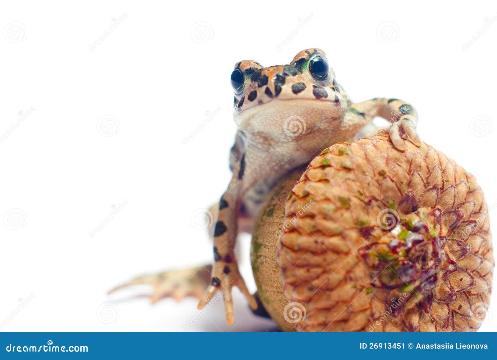 Frog Advert Stock Photos - Free & Royalty-Free Stock Photos from Dreamstime