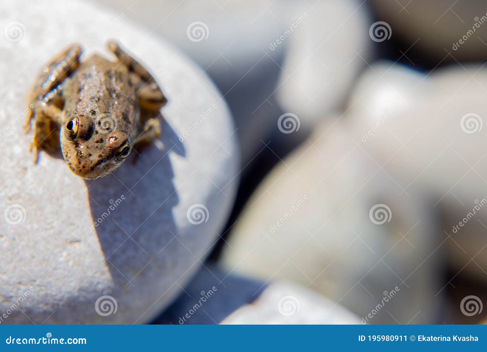 Cute Little Frog Basking in the Sun Sitting on a Large Light Stone ...