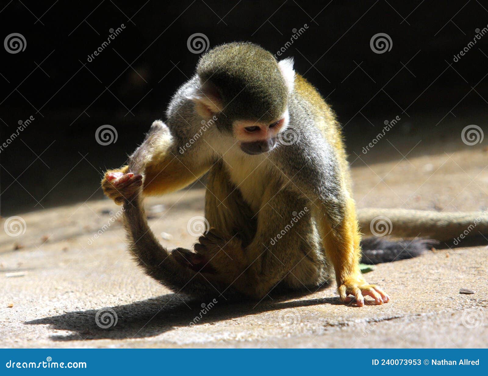 Small Monkey Sitting and Holding Tail Stock Image - Image of black ...