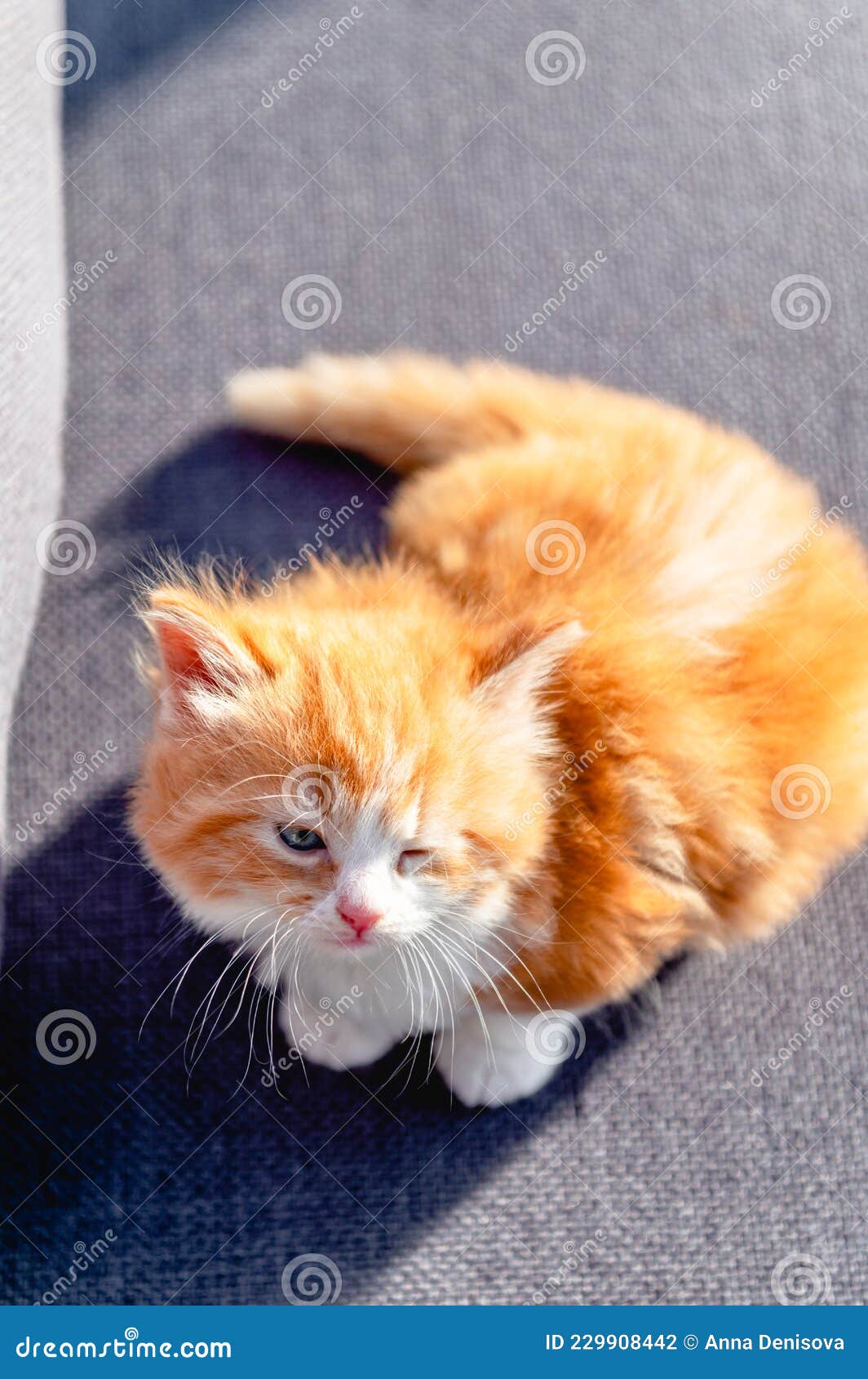Cute Ginger Long Haired Kitten Stock Photo - Image of relax, rest ...