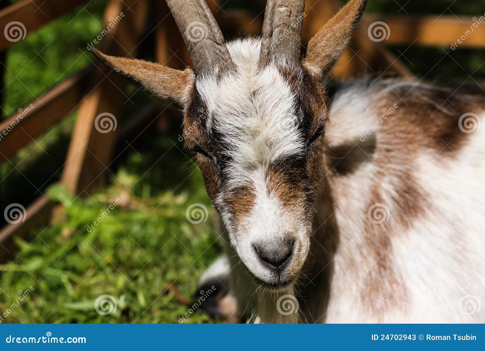 Cute little goat stock image. Image of goat, animal, fair - 24702943