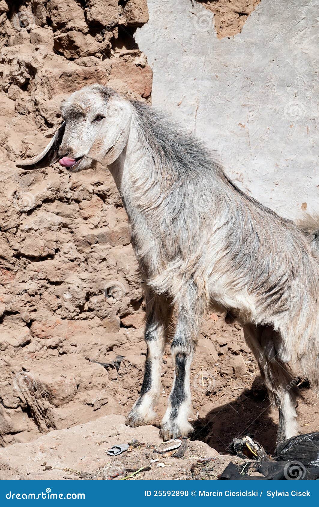 Cute little goat stock photo. Image of cute, domestic - 25592890