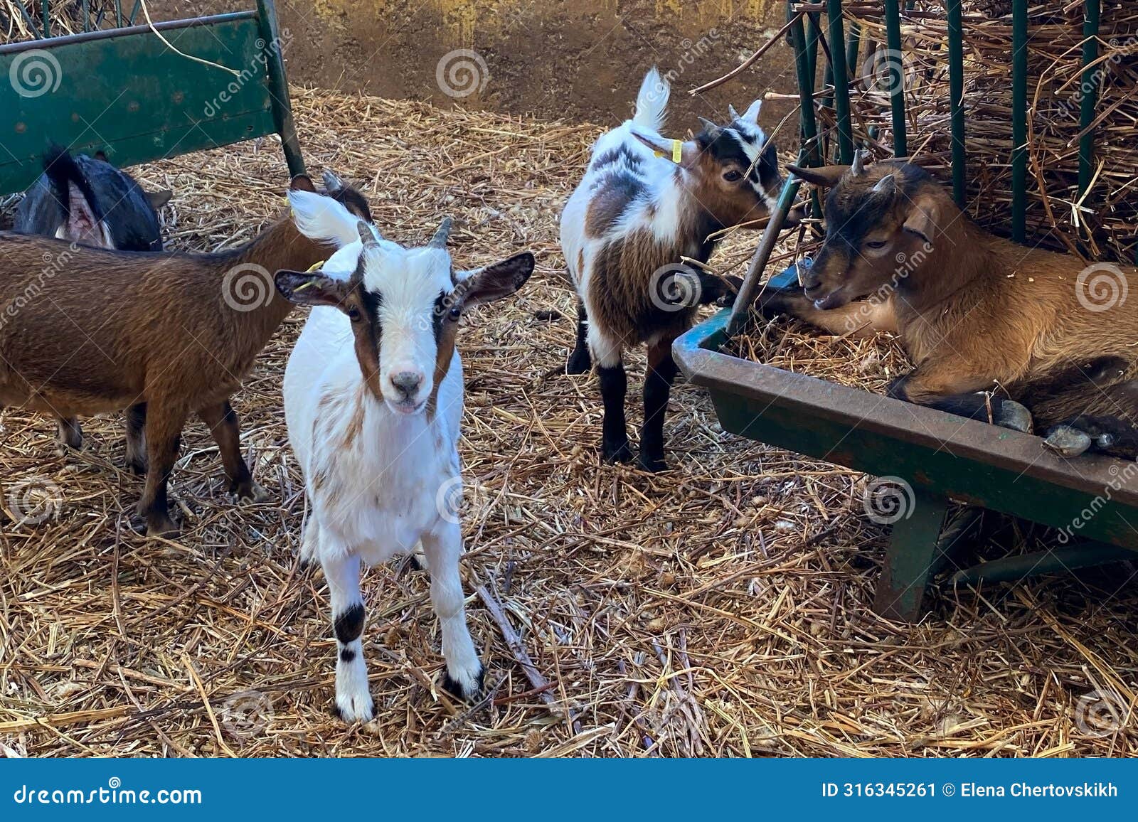 Cute Little Goats in a Paddock Stock Image - Image of florida, mammal ...