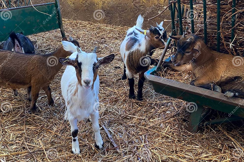 Cute Little Goats in a Paddock Stock Image - Image of florida, mammal ...