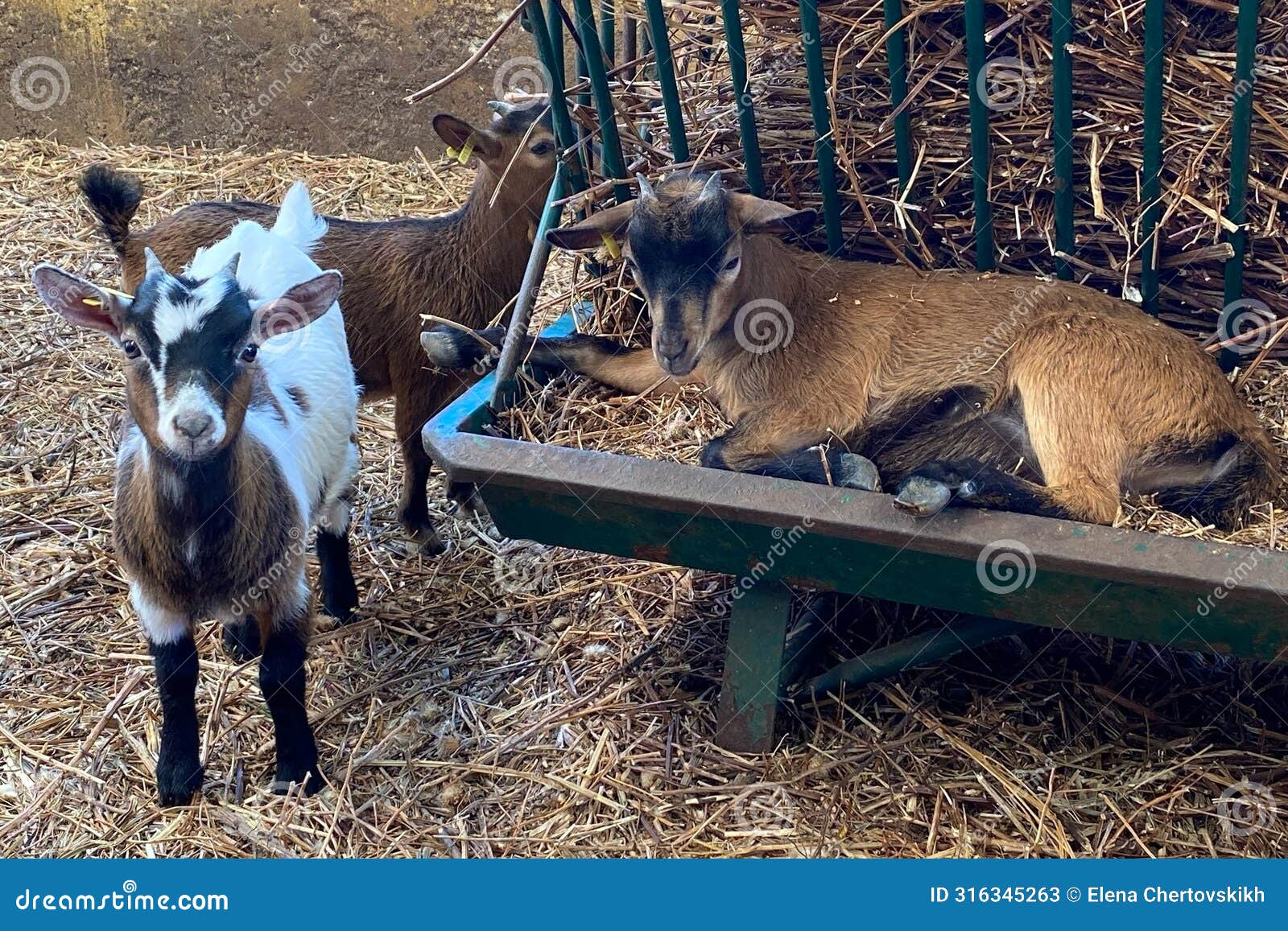 Cute Little Goats in a Paddock Stock Image - Image of beautiful ...
