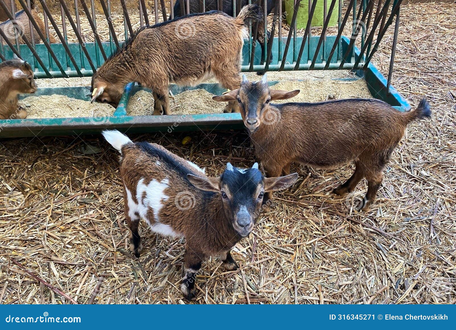 Cute Little Goats in a Paddock Stock Image - Image of pasture, florida ...