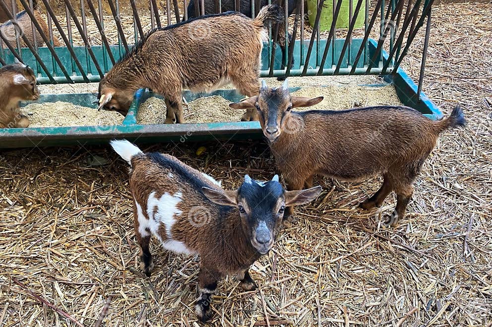 Cute Little Goats in a Paddock Stock Image - Image of pasture, florida ...