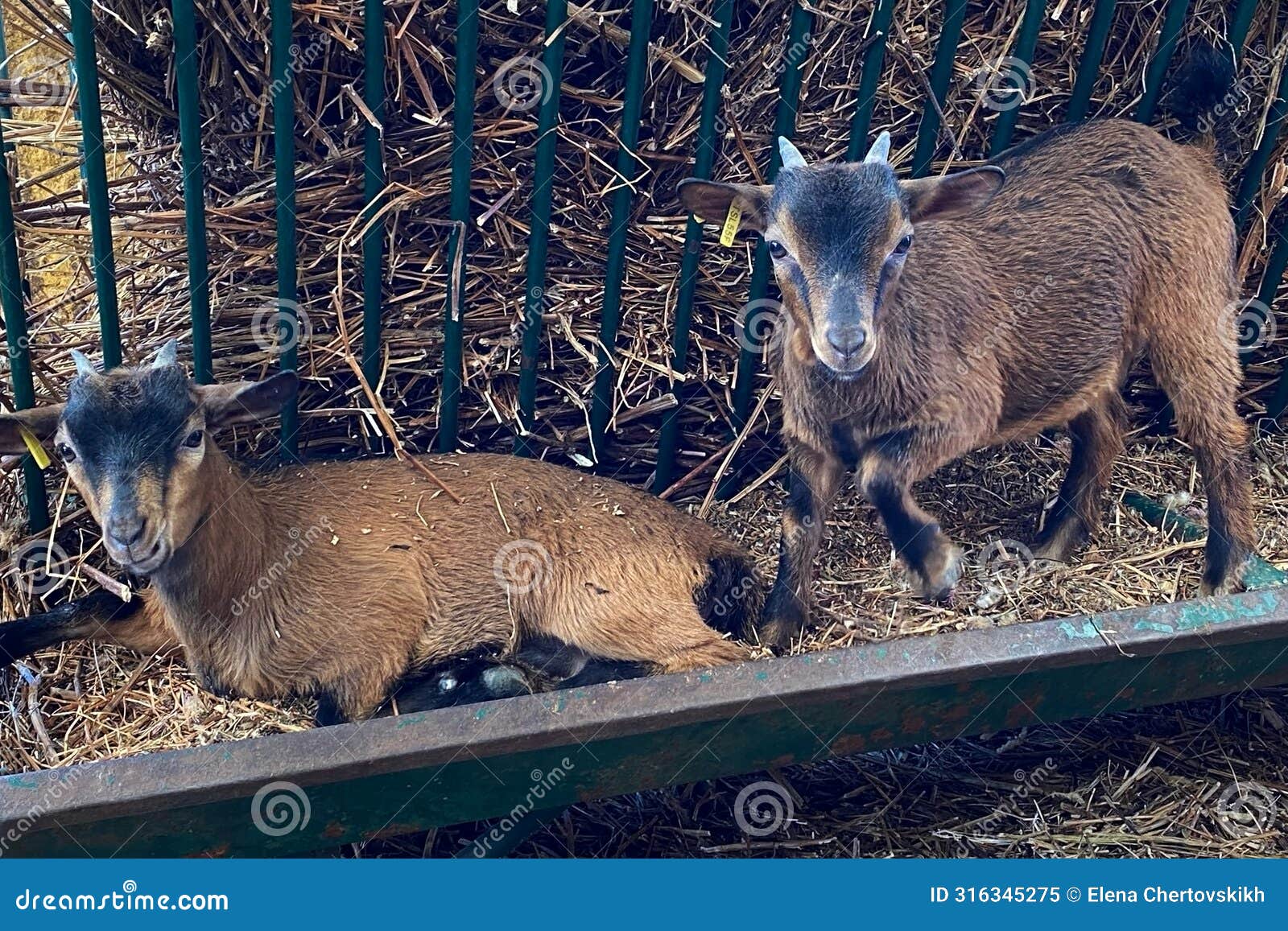 Cute Little Goats in a Paddock Stock Image - Image of family ...