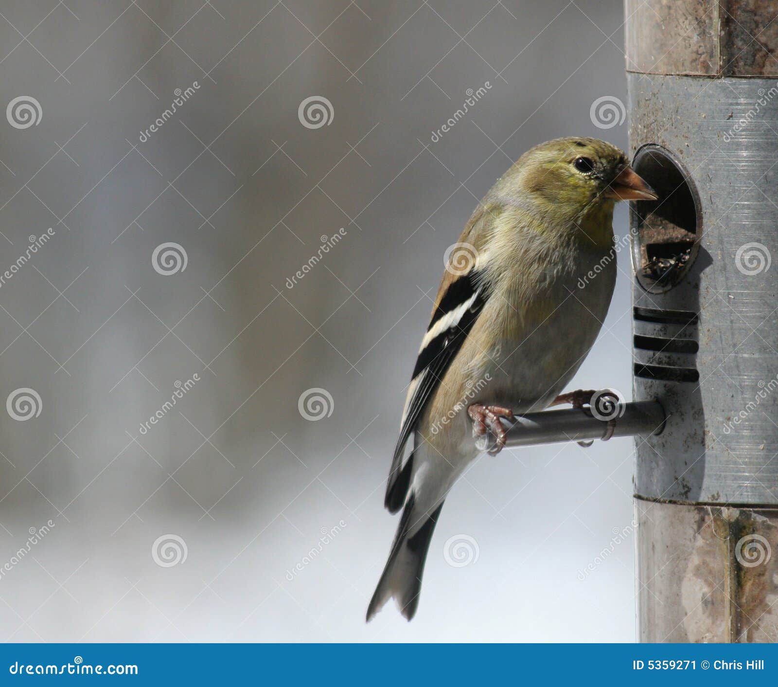 Cute Little Goldfinch stock image. Image of seeds, beak - 5359271