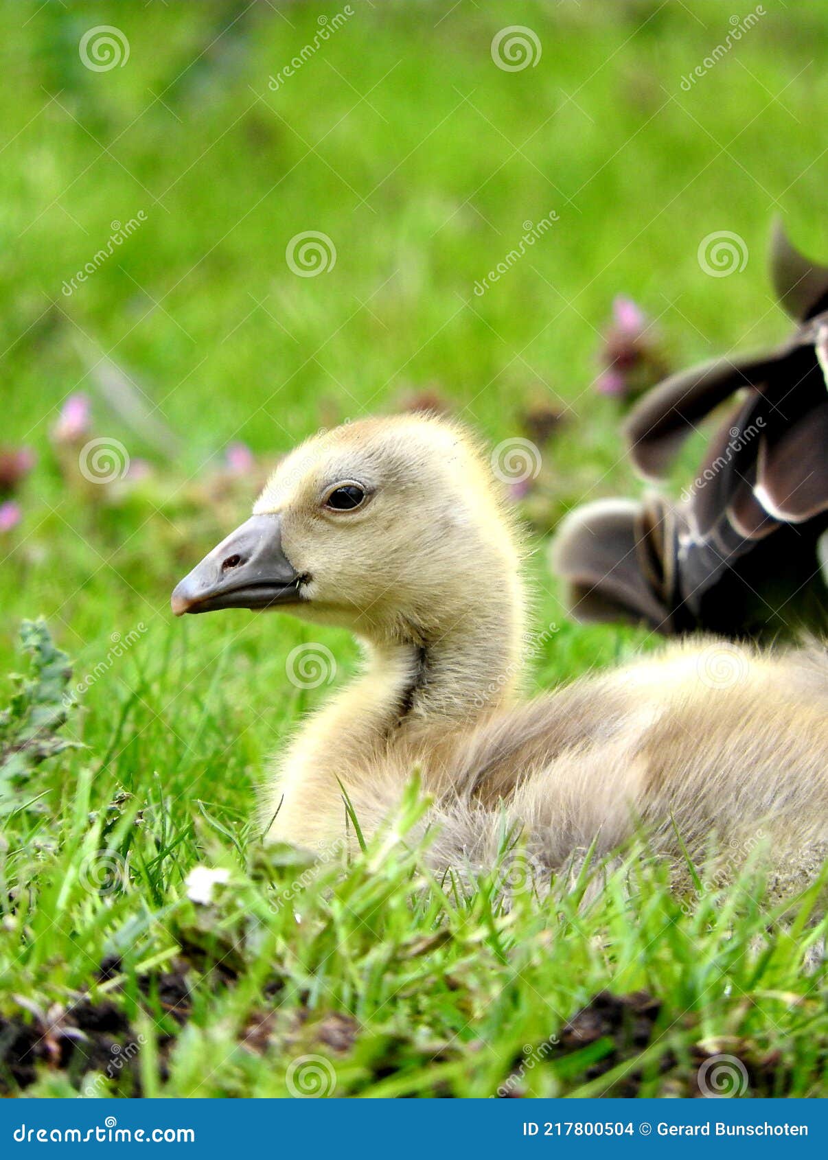 Cute little goose chick stock photo. Image of chuck - 217800504