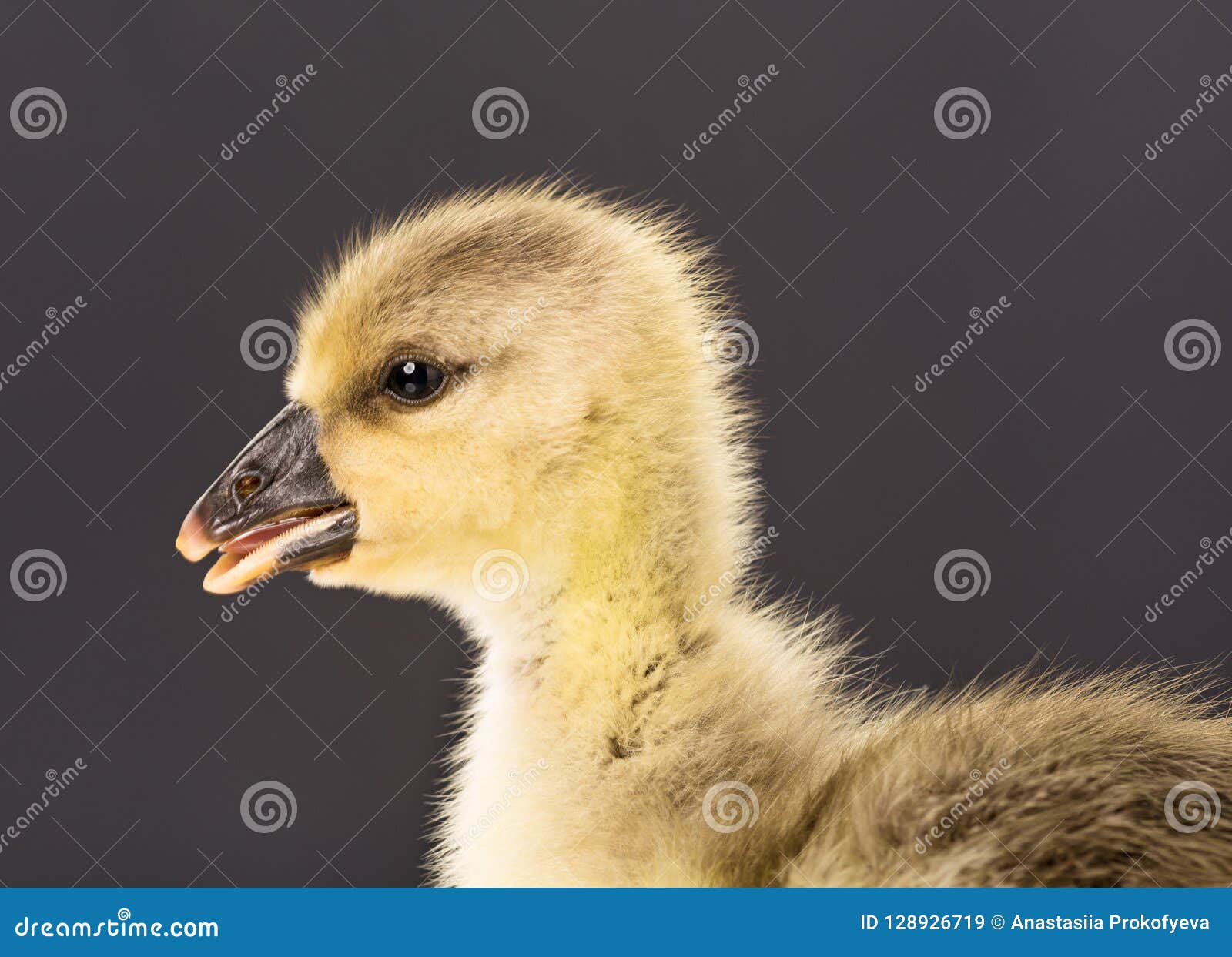 Cute little gosling stock image. Image of close, chicken - 128926719