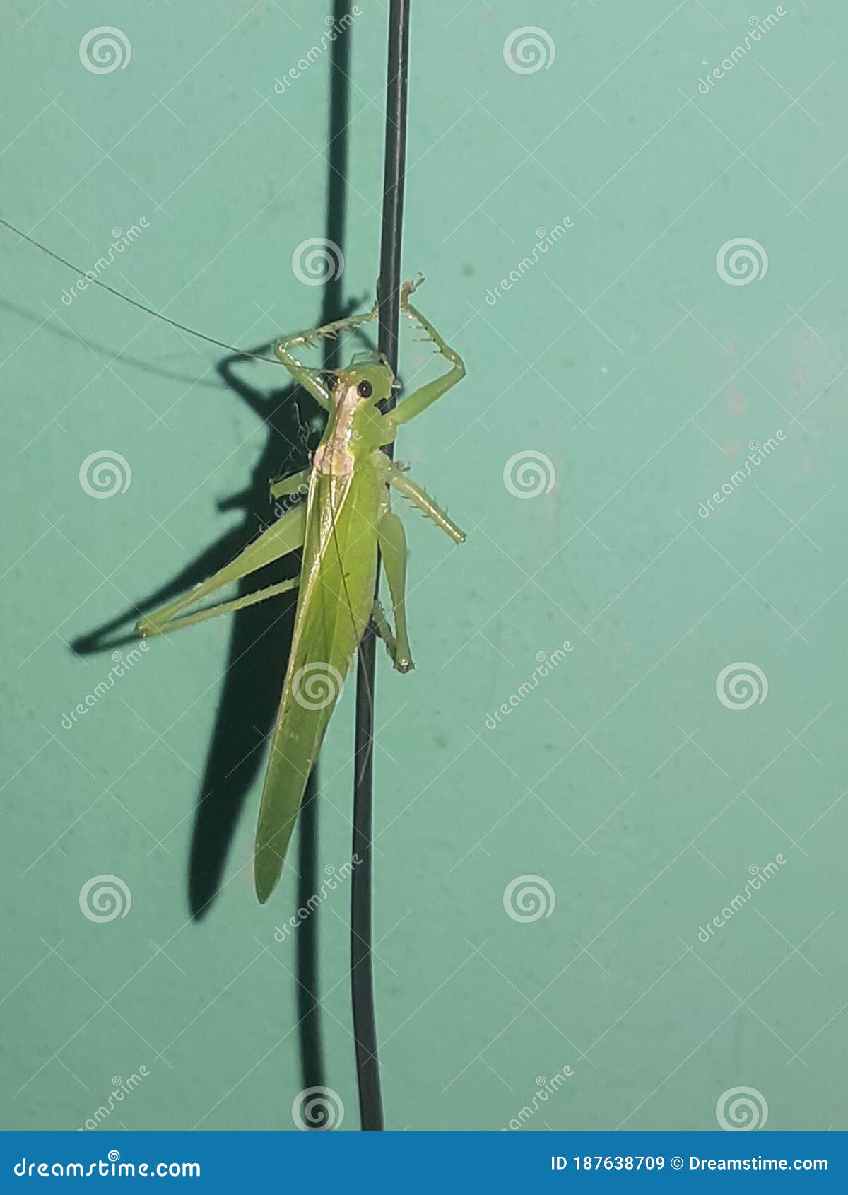 Cute little grasshopper stock image. Image of little - 187638709