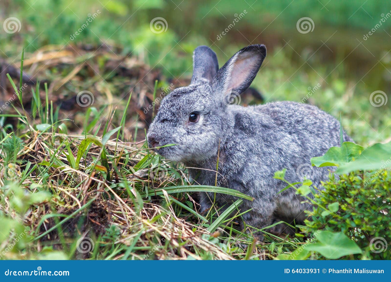 Cute Little Gray Rabbit on Green Grass Stock Image - Image of breeding ...