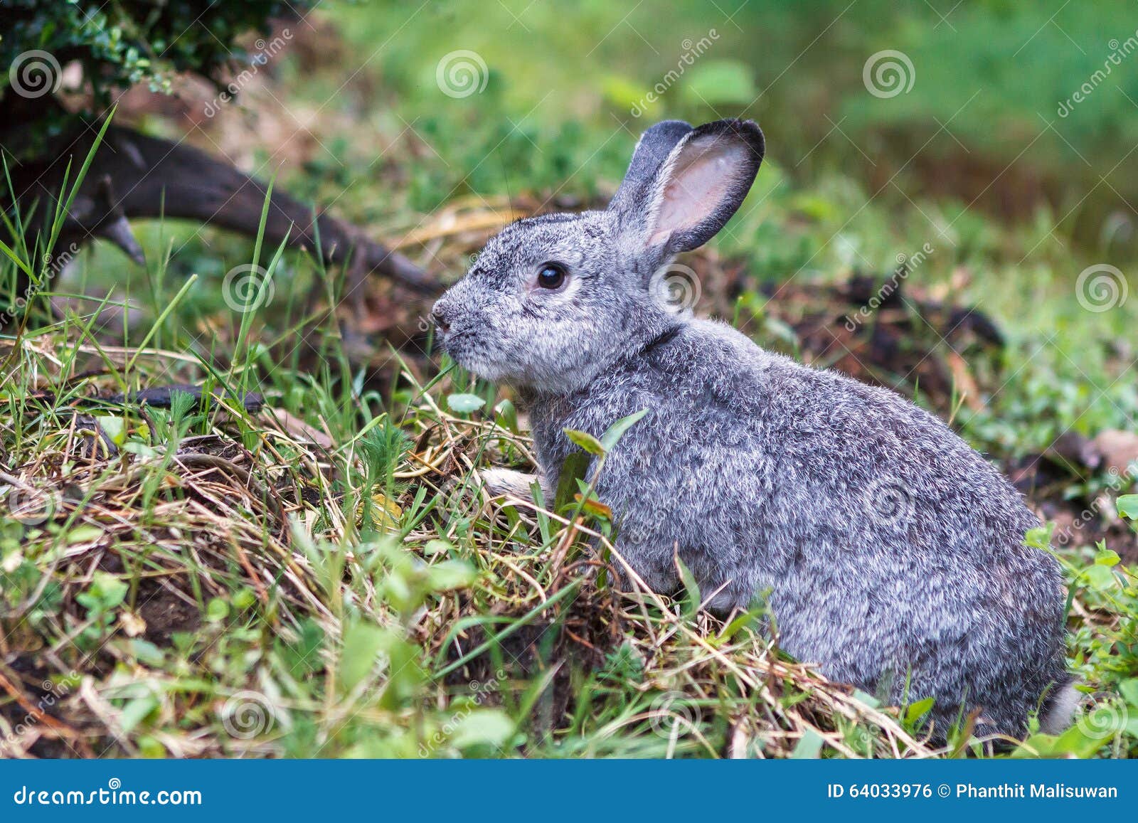 Cute Little Gray Rabbit on Green Grass Stock Photo - Image of pate ...