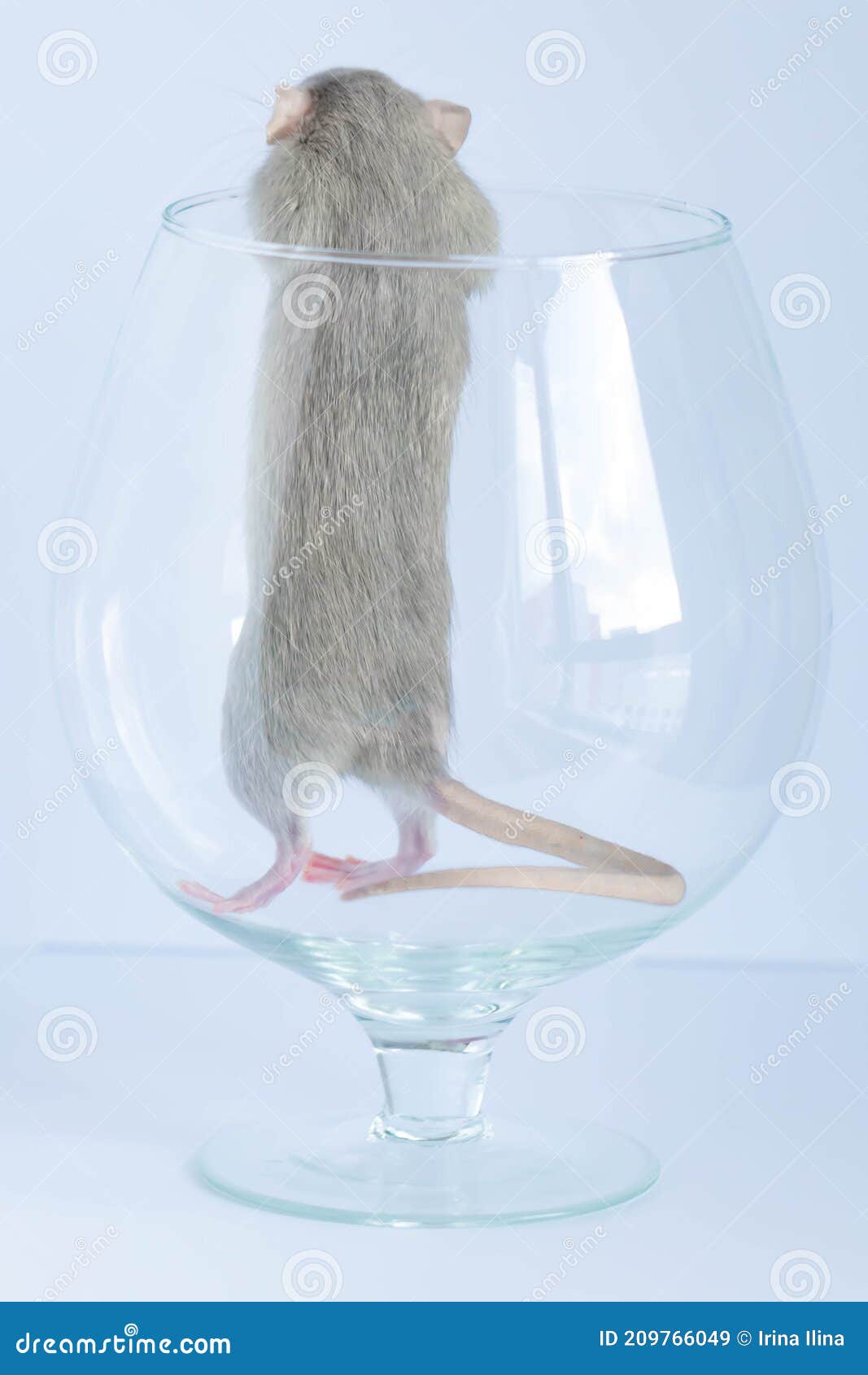 Cute Little Gray Rat in a Wine Glass Stock Image - Image of eyes ...