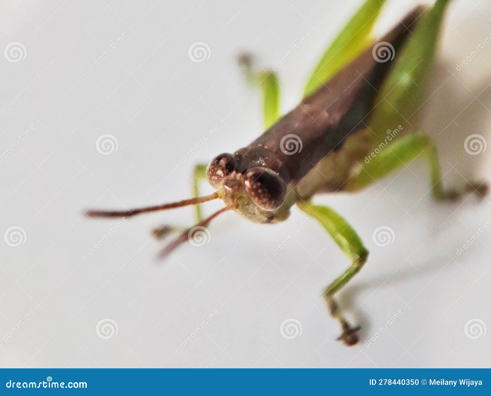 Cute Little Green Grasshopper on the Floor Stock Photo - Image of ...