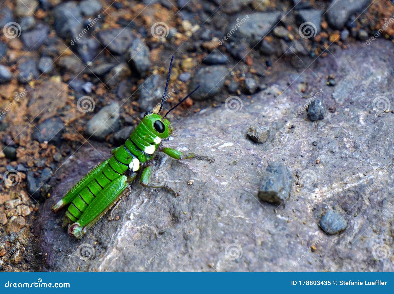 Cute Little Green Grasshopper Sitting in the Ground Stock Image - Image ...