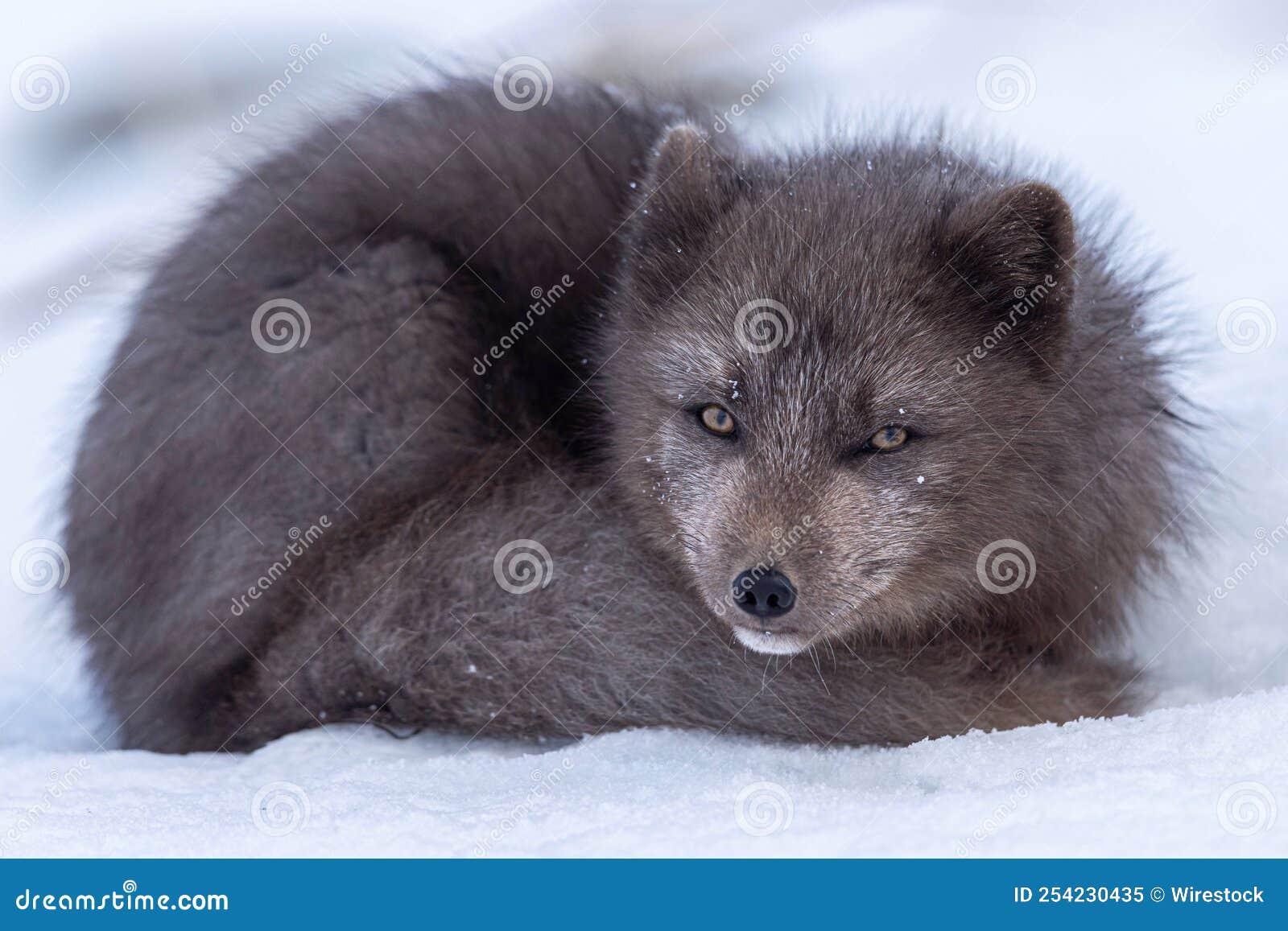 Cute Little Grey Arctic Fox Laying in the Snow Stock Image - Image of ...