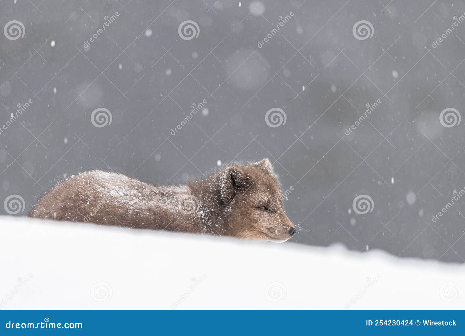 Cute Little Grey Arctic Fox Laying in the Snow while Squinting Under ...