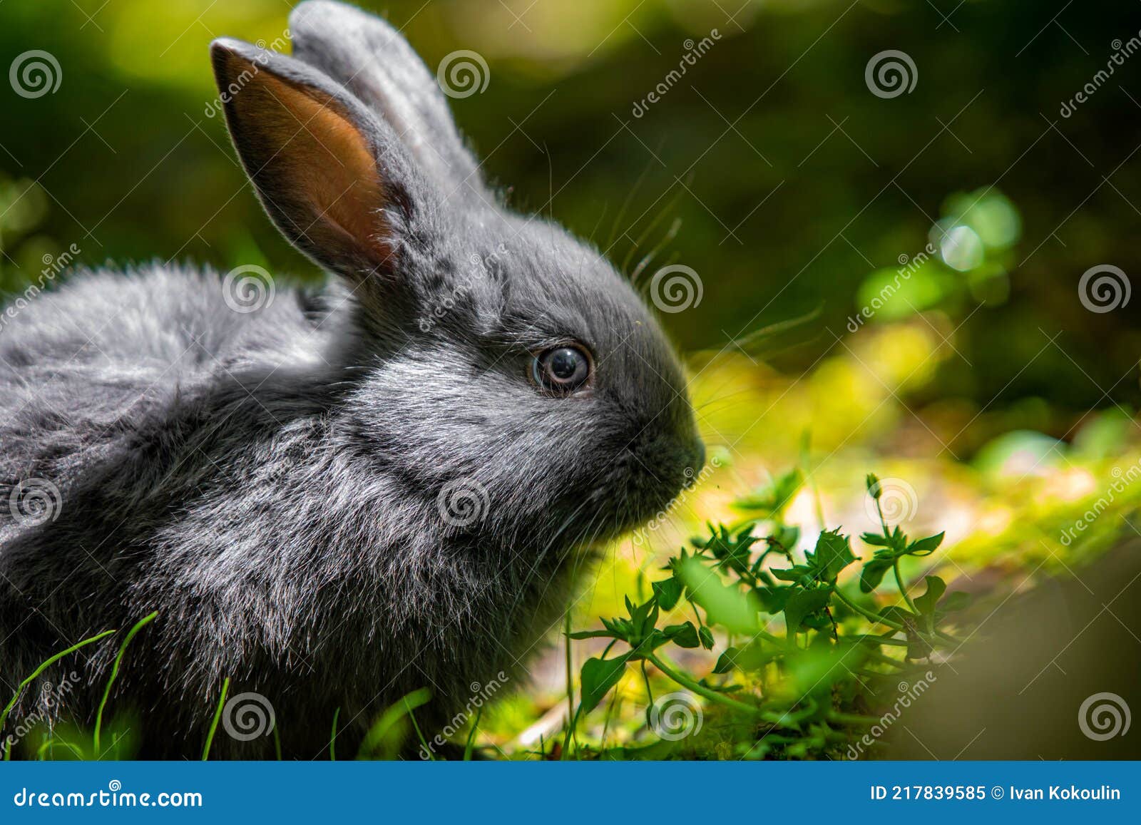 Cute Little Grey Bunny Rabbit on the Grass Meadow Eating Stock Image ...