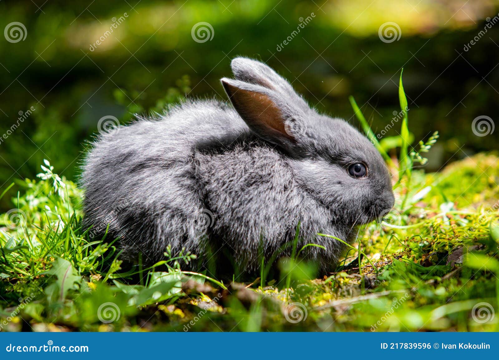 Cute Little Grey Bunny Rabbit on the Grass Meadow Eating Stock Photo ...