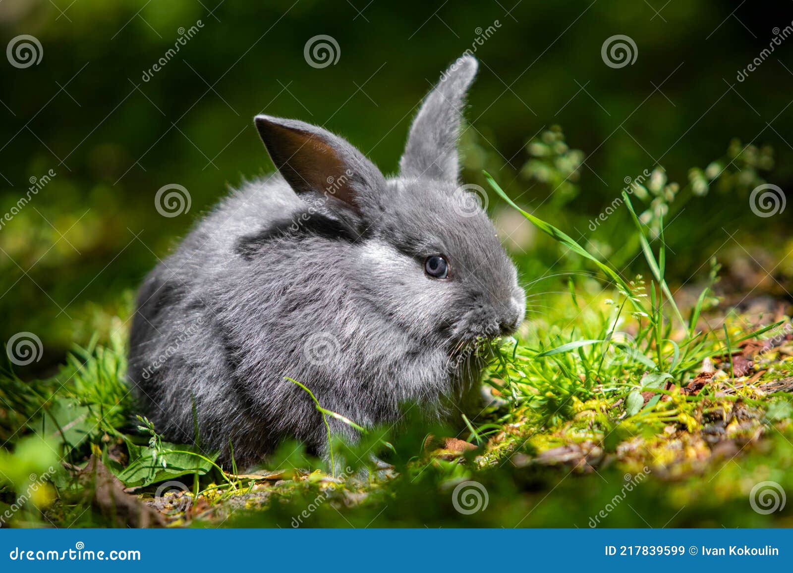 Cute Little Grey Bunny Rabbit on the Grass Meadow Eating Stock Image ...