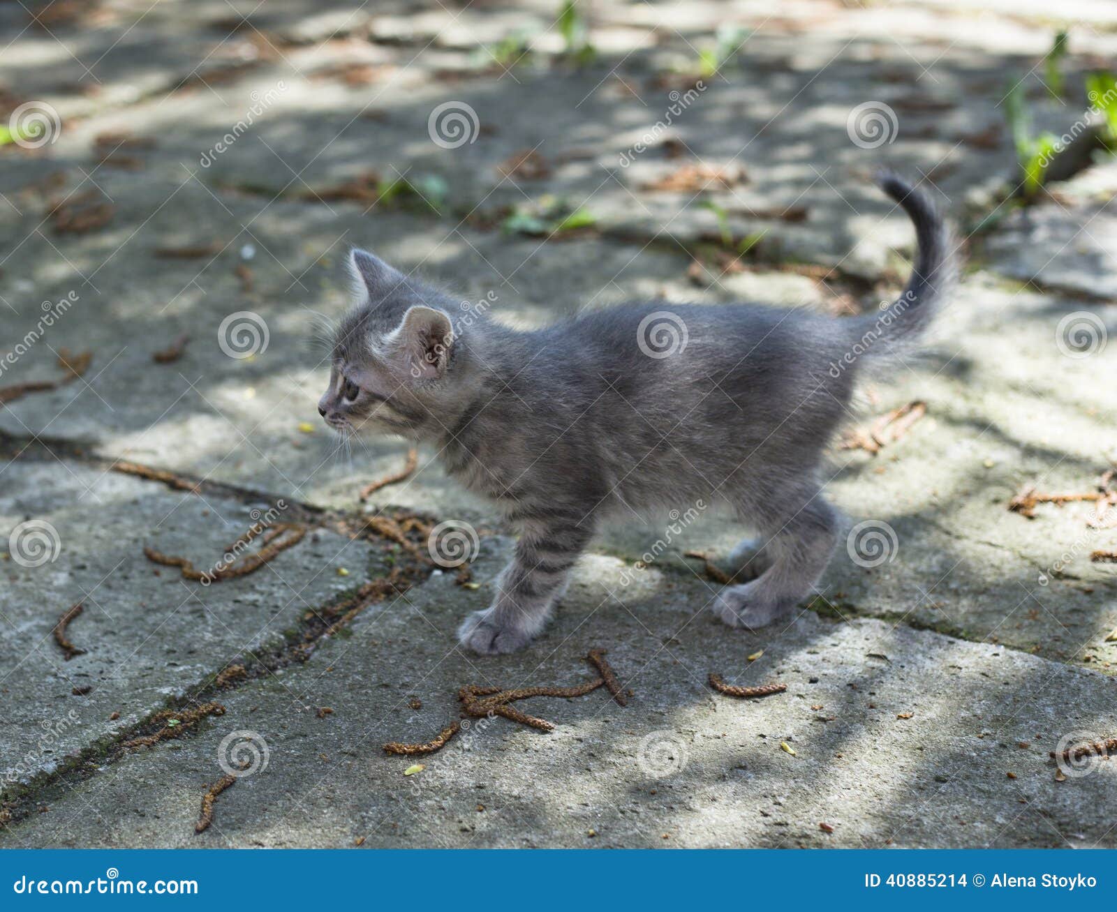 Cute little grey kitten stock photo. Image of inquisitive - 40885214