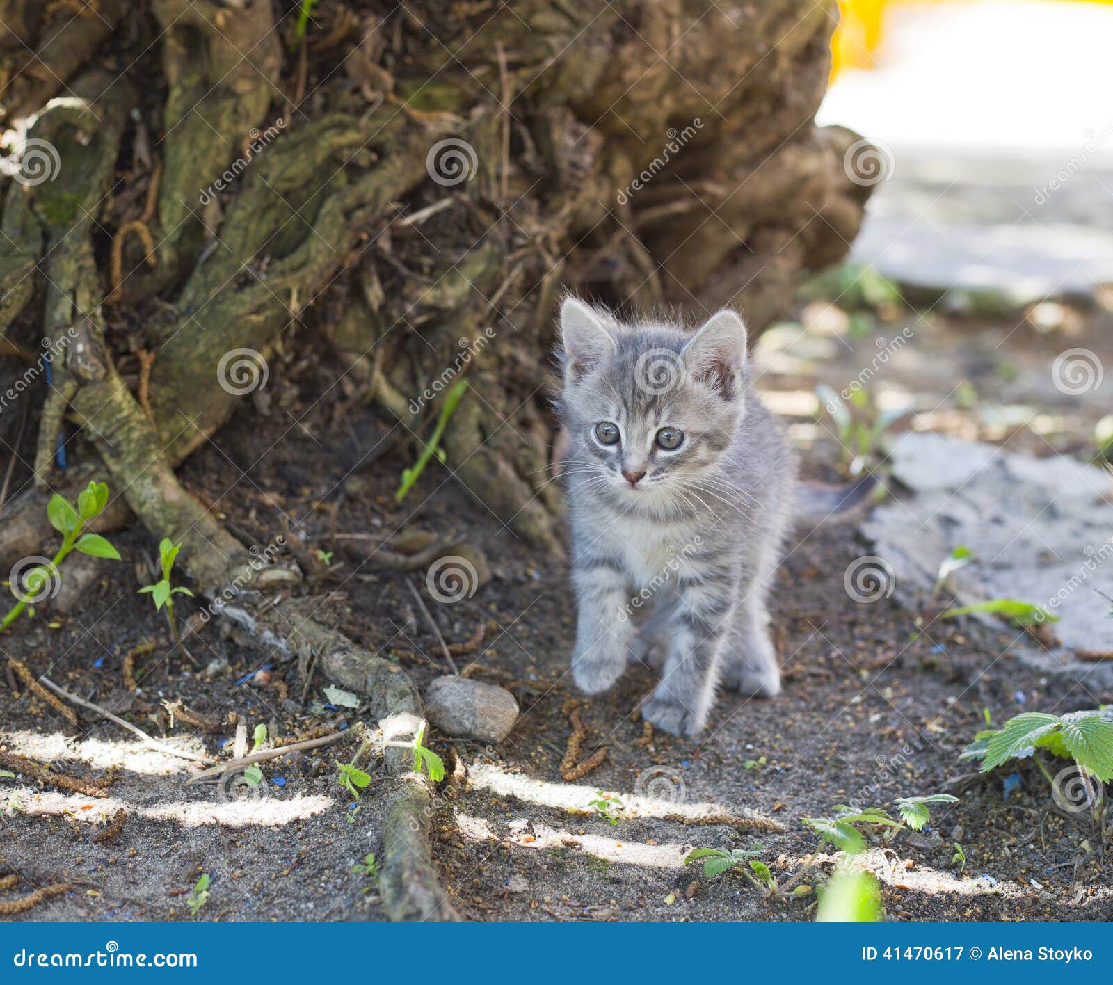 Cute little grey kitten stock image. Image of grey, predator - 41470617