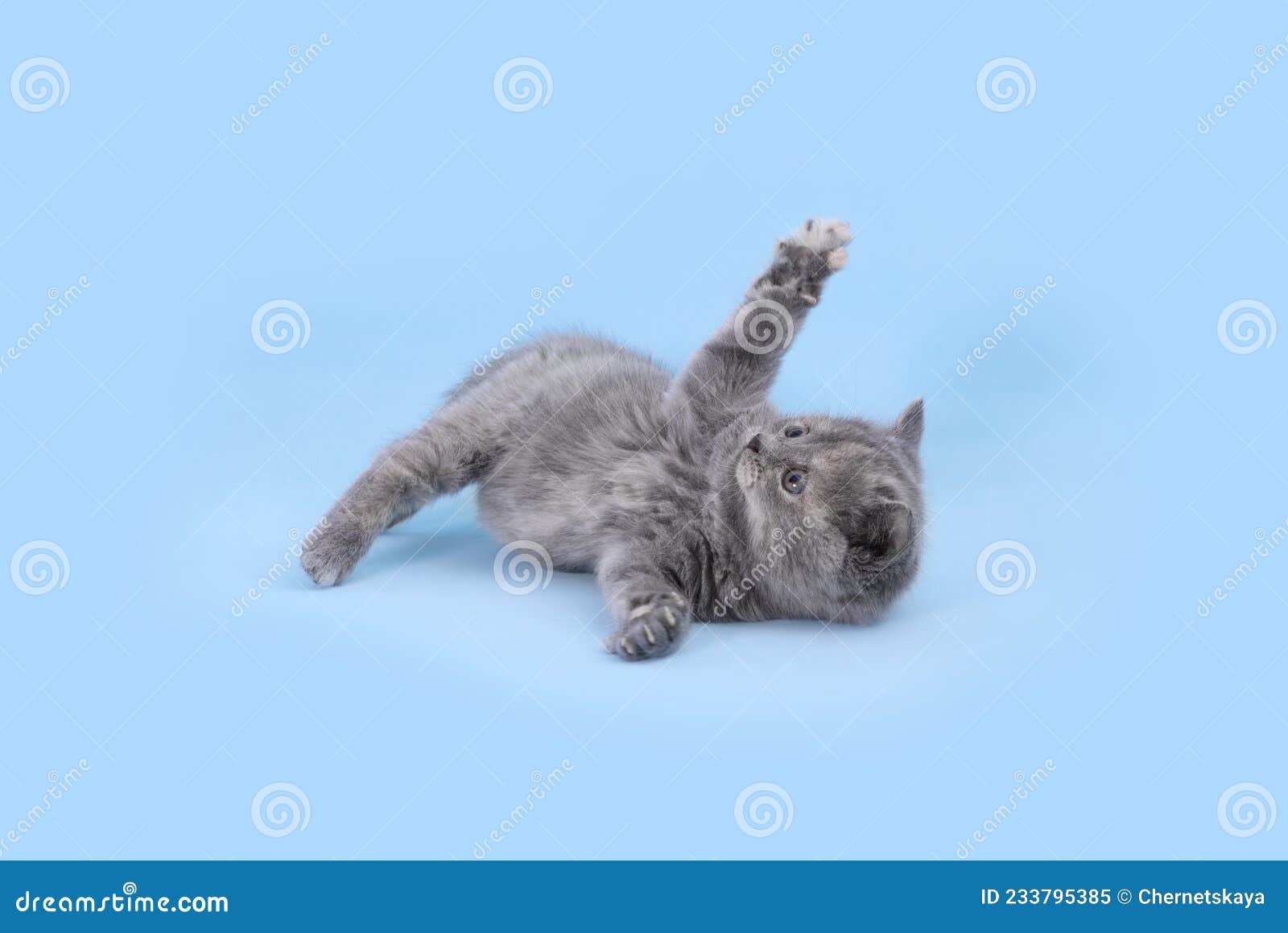 Cute Little Grey Kitten Playing on Light Blue Background Stock Image ...