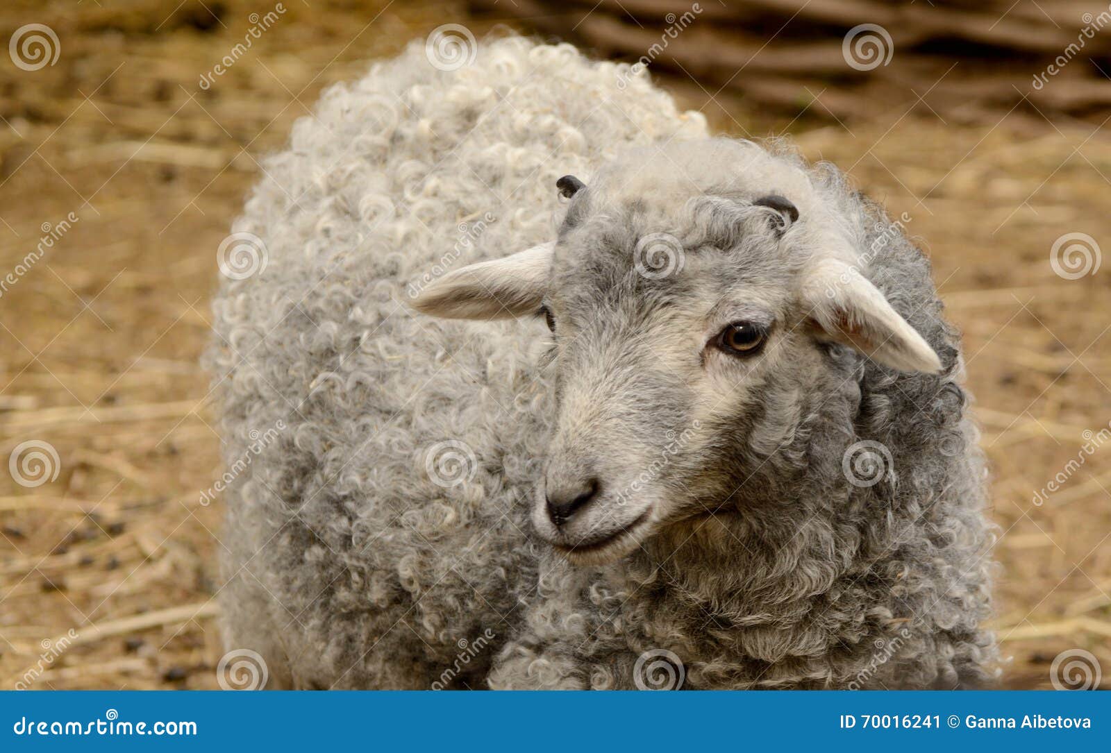 Cute little grey lamb stock image. Image of goat, easter - 70016241