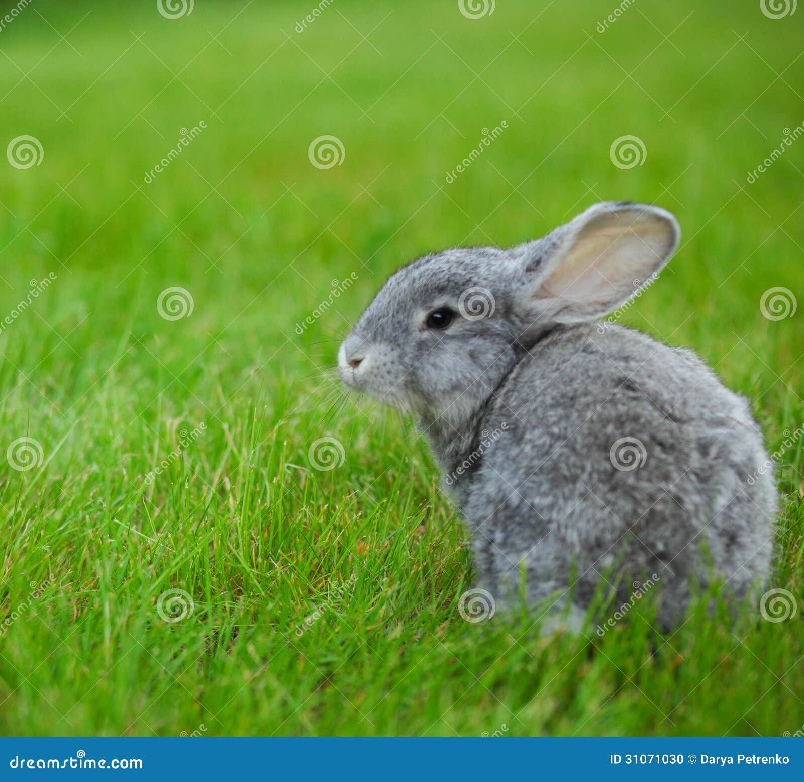 Cute little grey rabbit stock photo. Image of little - 31071030