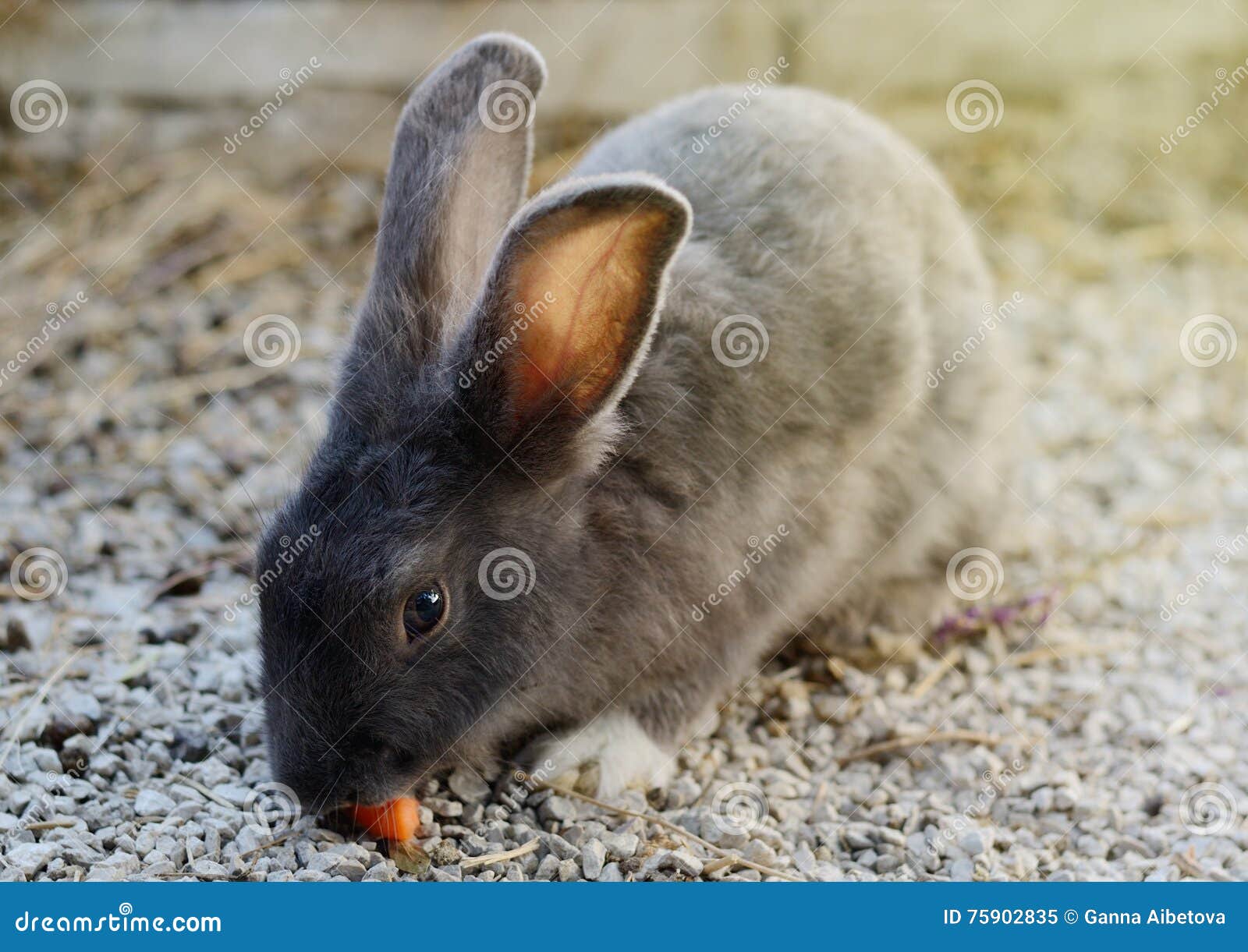 Cute Little Grey Rabbit in a Paddock. Stock Image - Image of little ...