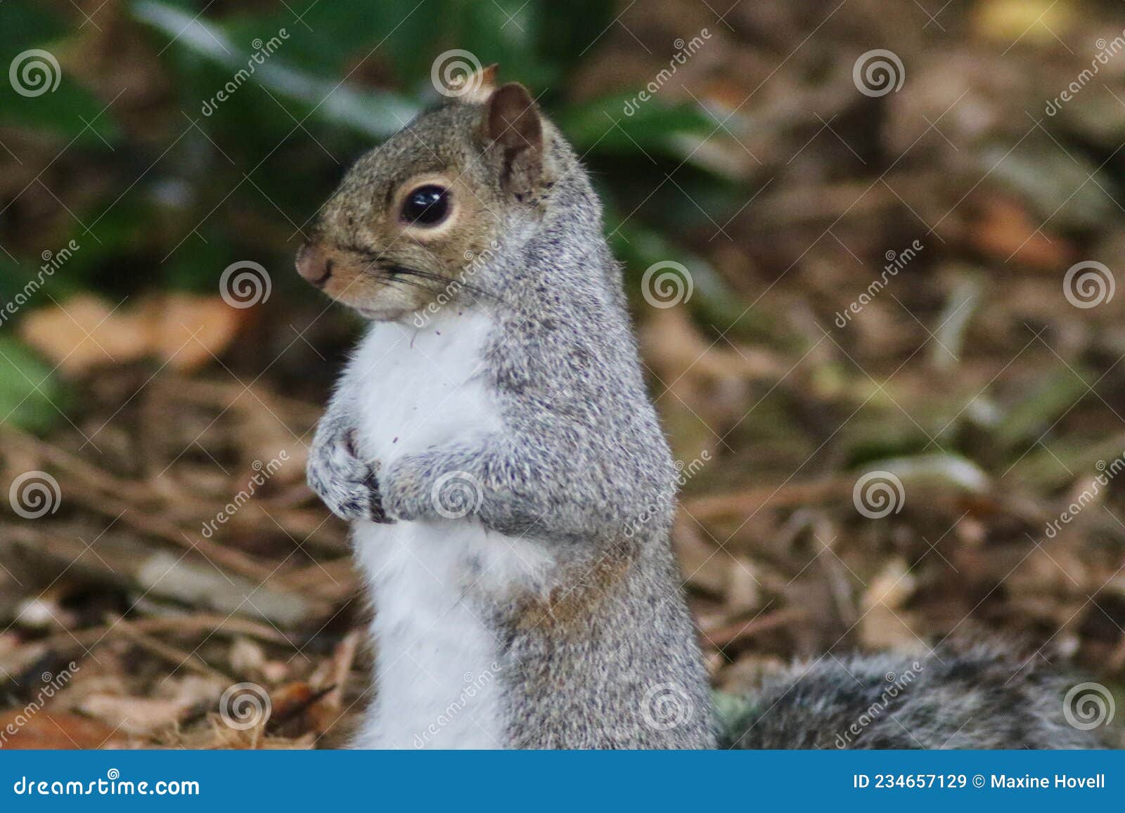A Cute Little Grey Squirrel Stock Image - Image of sitting, cute: 234657129