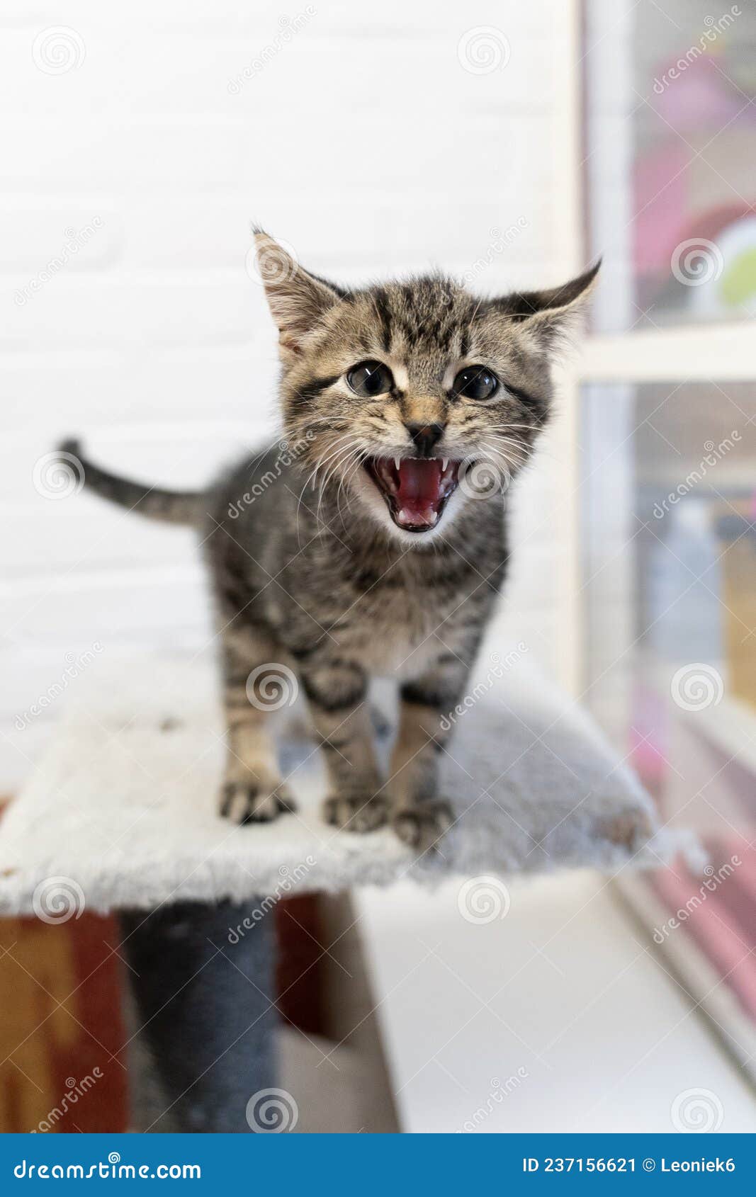 Cute Little Grey Striped Young Cat or Kitten Meowing at the Camera ...