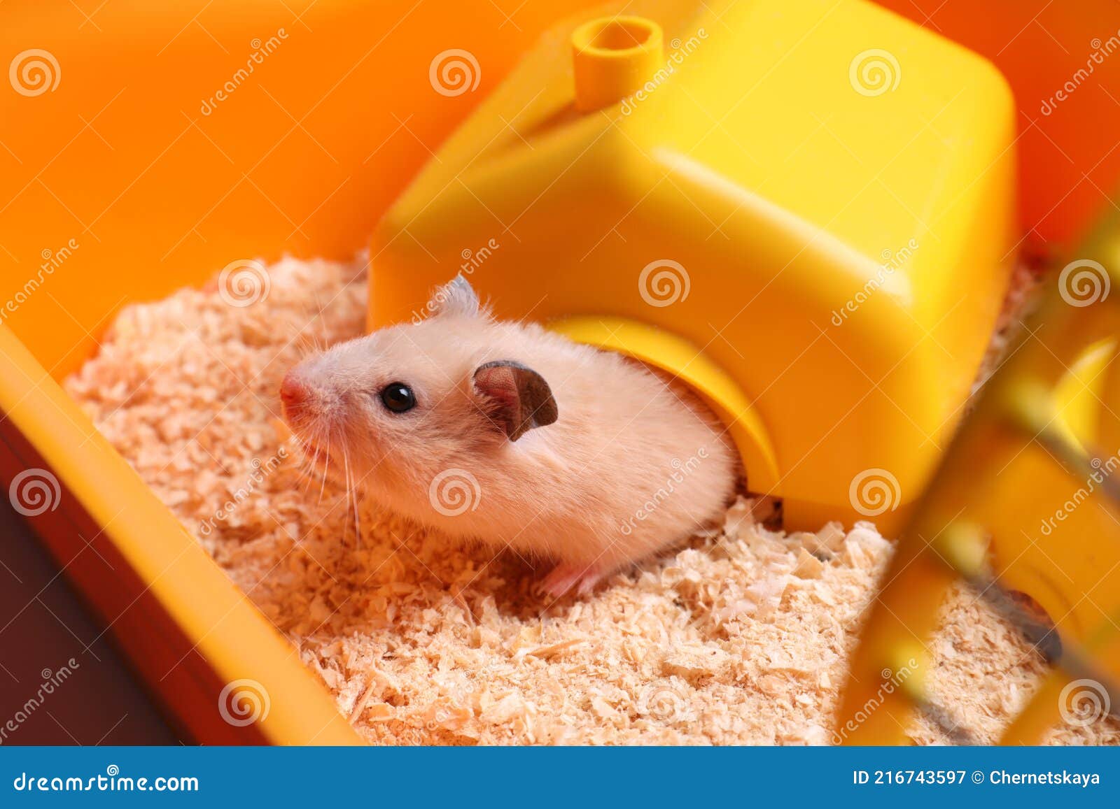 Cute Little Hamster Looking Out of House, Closeup Stock Image - Image ...