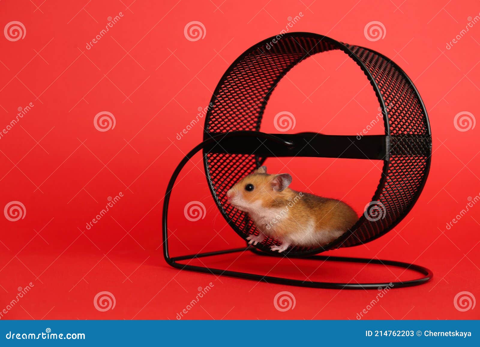 Cute Little Hamster in Spinning Wheel on Red Background Stock Image ...