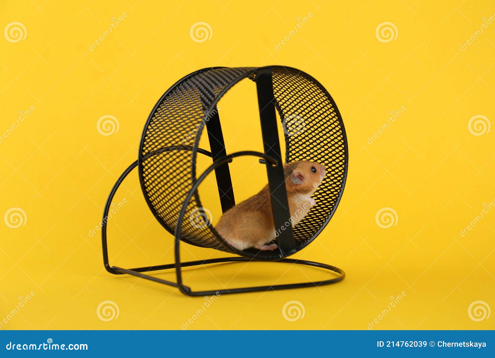 Cute Little Hamster in Spinning Wheel on Yellow Background Stock Image ...
