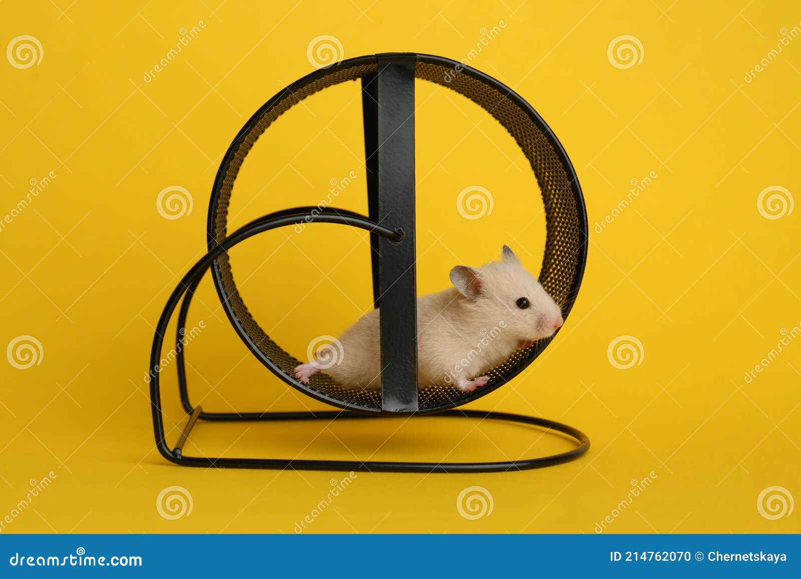 Cute Little Hamster in Spinning Wheel on Yellow Background Stock Photo ...
