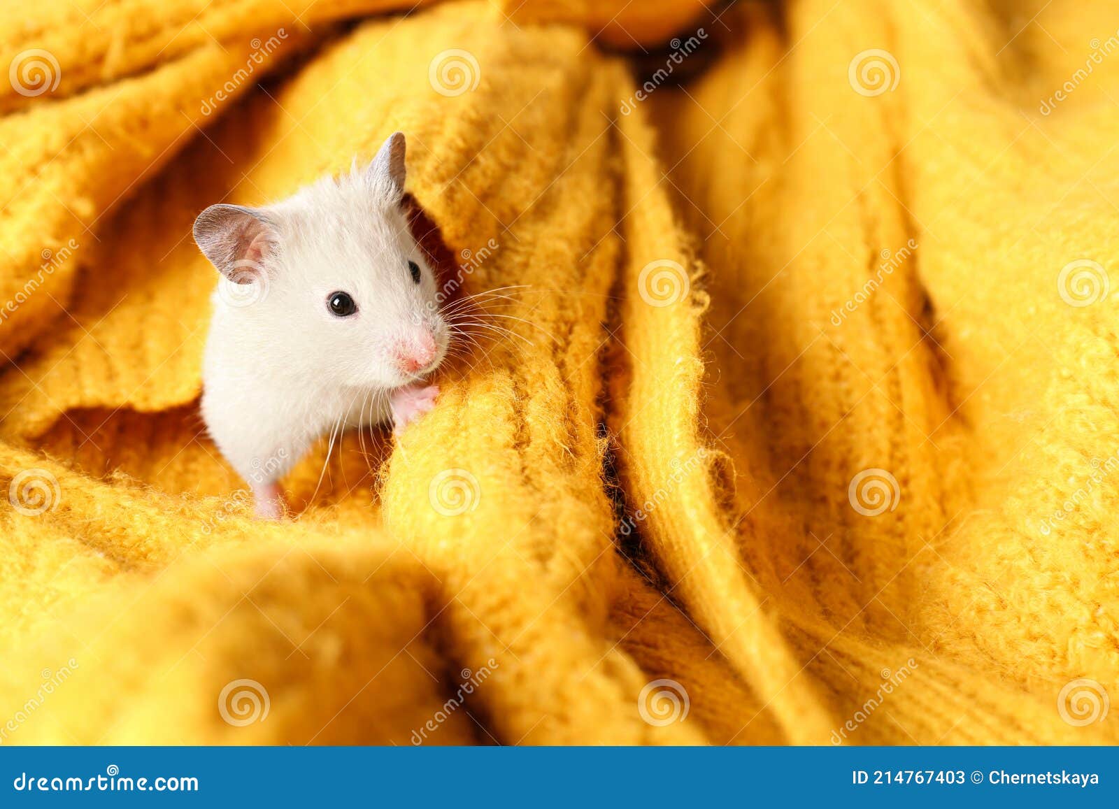 Cute Little Hamster on Yellow Knitted Sweater Stock Image - Image of ...
