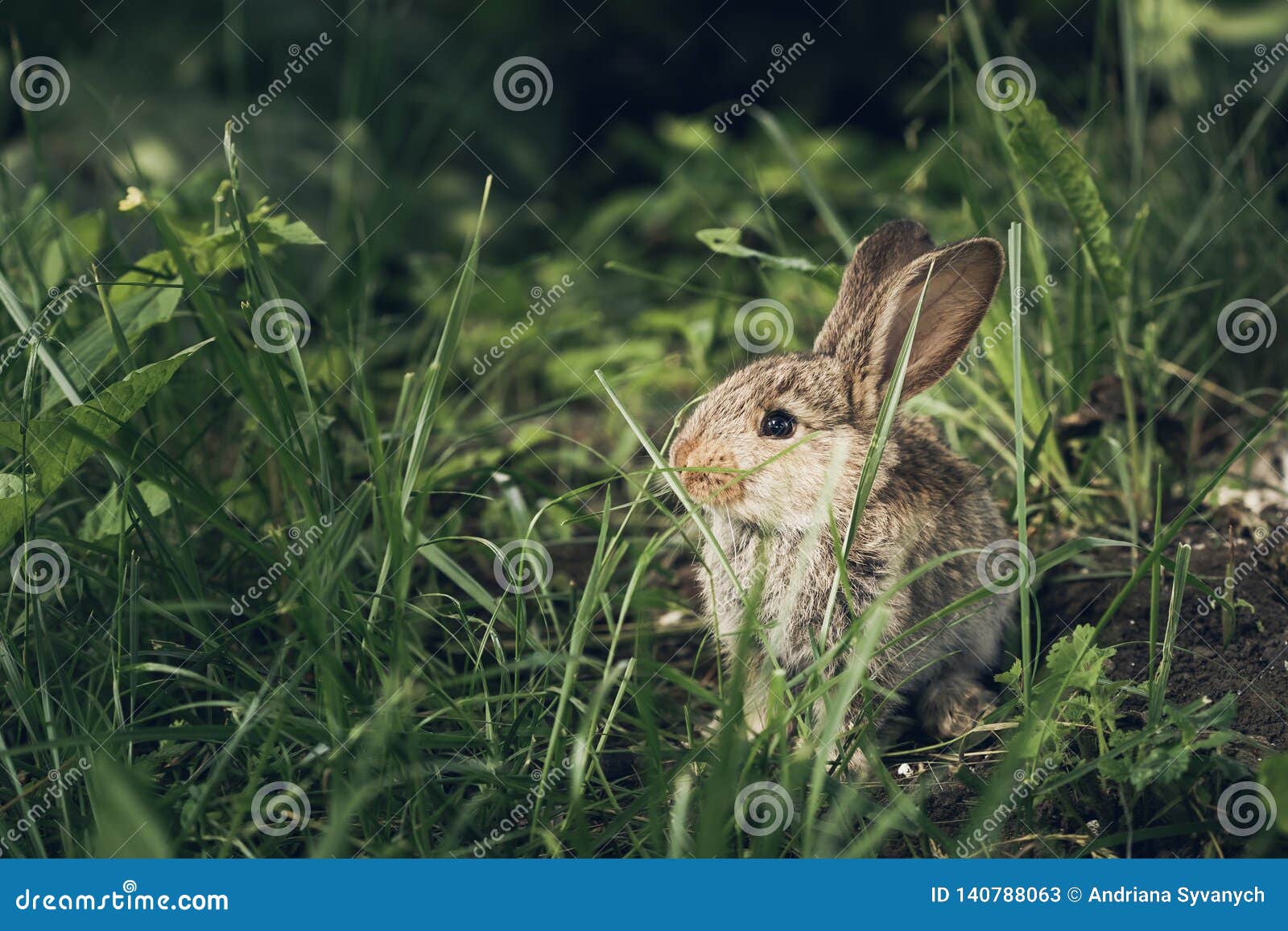 Cute Little Hare or Rabbit Hiding in the Grass Stock Image - Image of ...