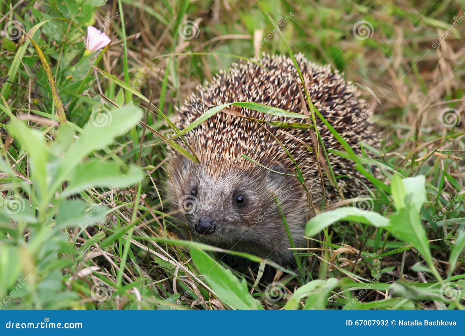 Cute Little Hedgehog Crawling Stock Photo - Image of animal, green ...