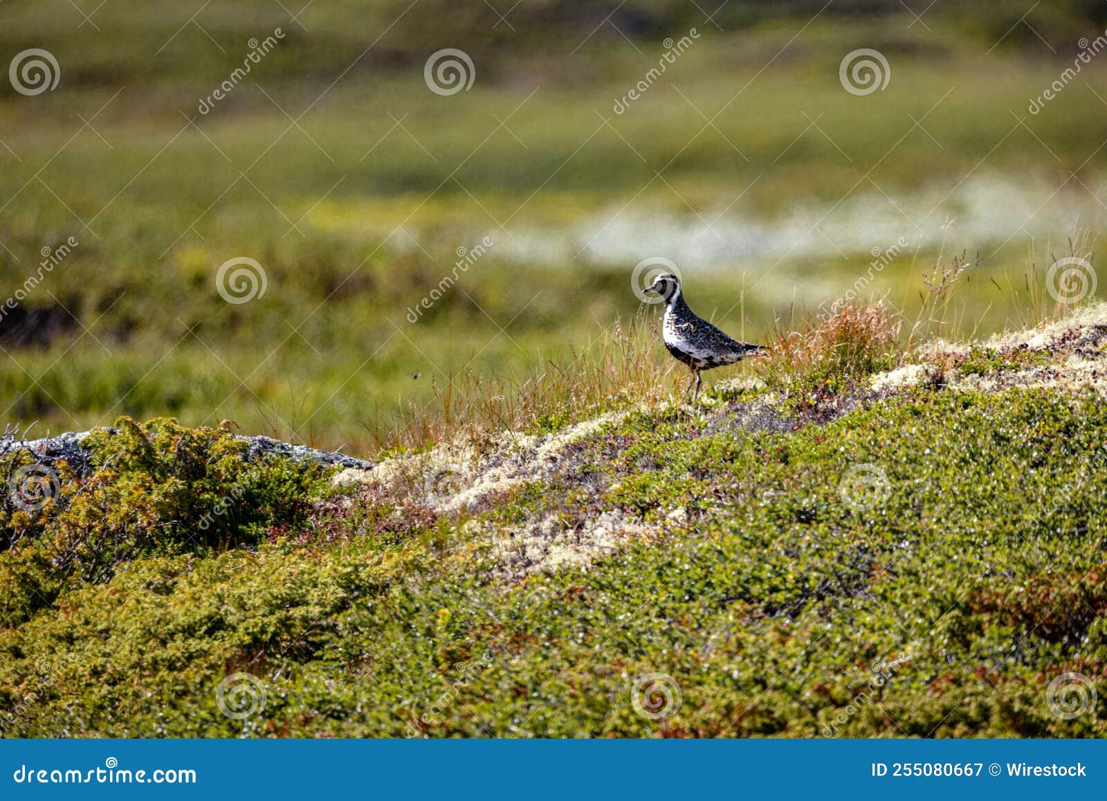 Cute Little Heilo Bird Standing on the Grass Stock Image - Image of ...