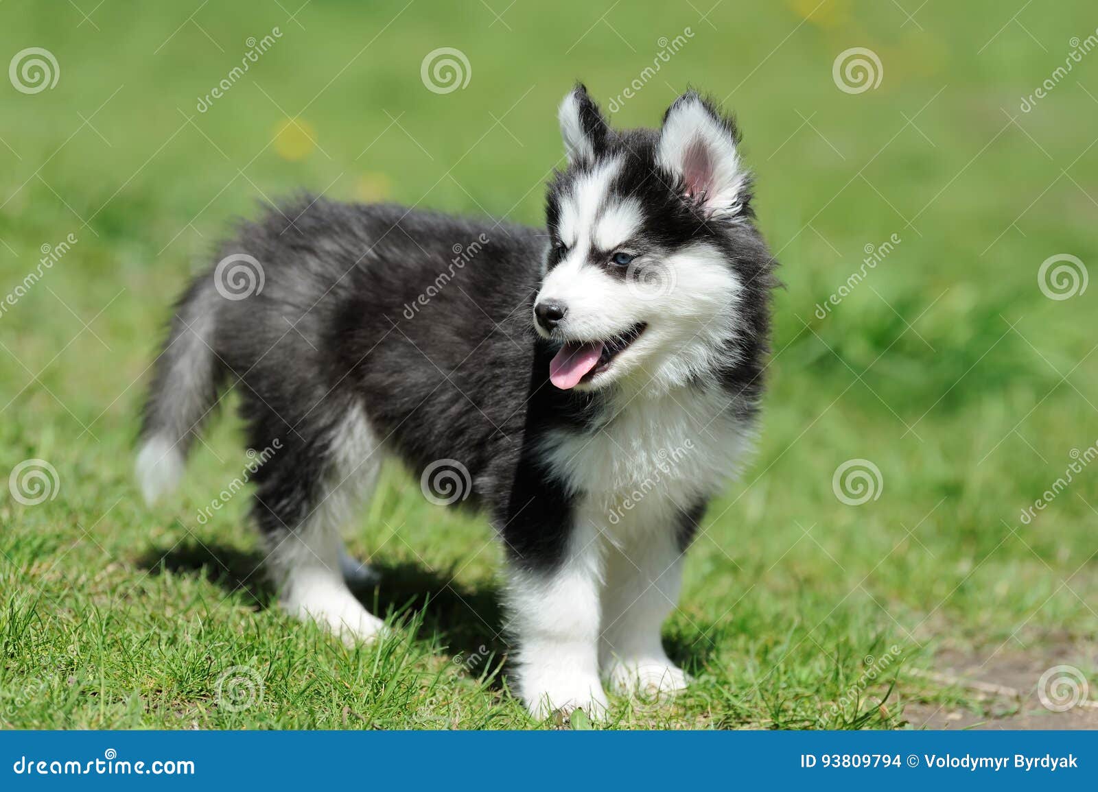 Cute little husky puppy stock photo. Image of friendship - 93809794