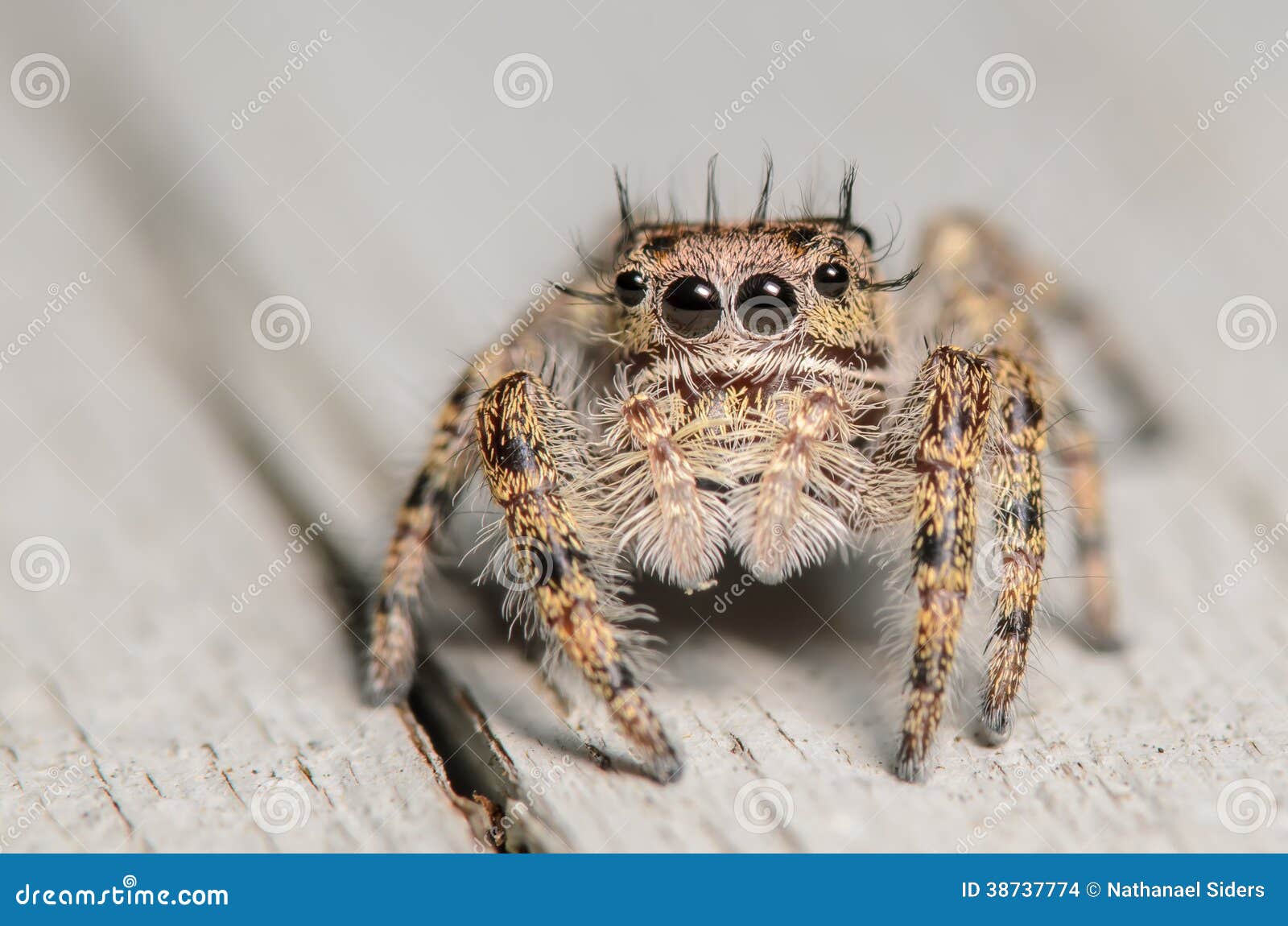Cute little jumping spider stock photo. Image of spider - 38737774